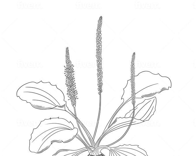Hand Designed Plantain Colouring Page - Unique Plantain Design ...