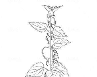 Hand Designed Plantain Colouring Page - Unique Plantain Design ...