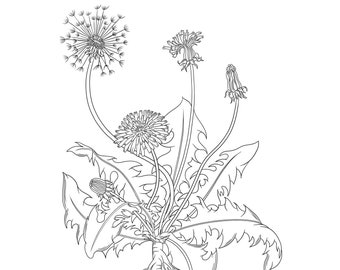 Hand Designed Plantain Colouring Page Unique Plantain Design Printable ...