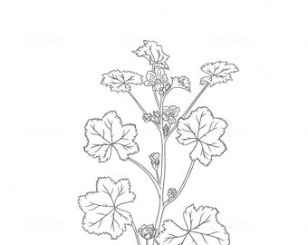 Hand Designed Plantain Colouring Page - Unique Plantain Design ...