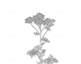 Hand Designed Plantain Colouring Page - Unique Plantain Design ...