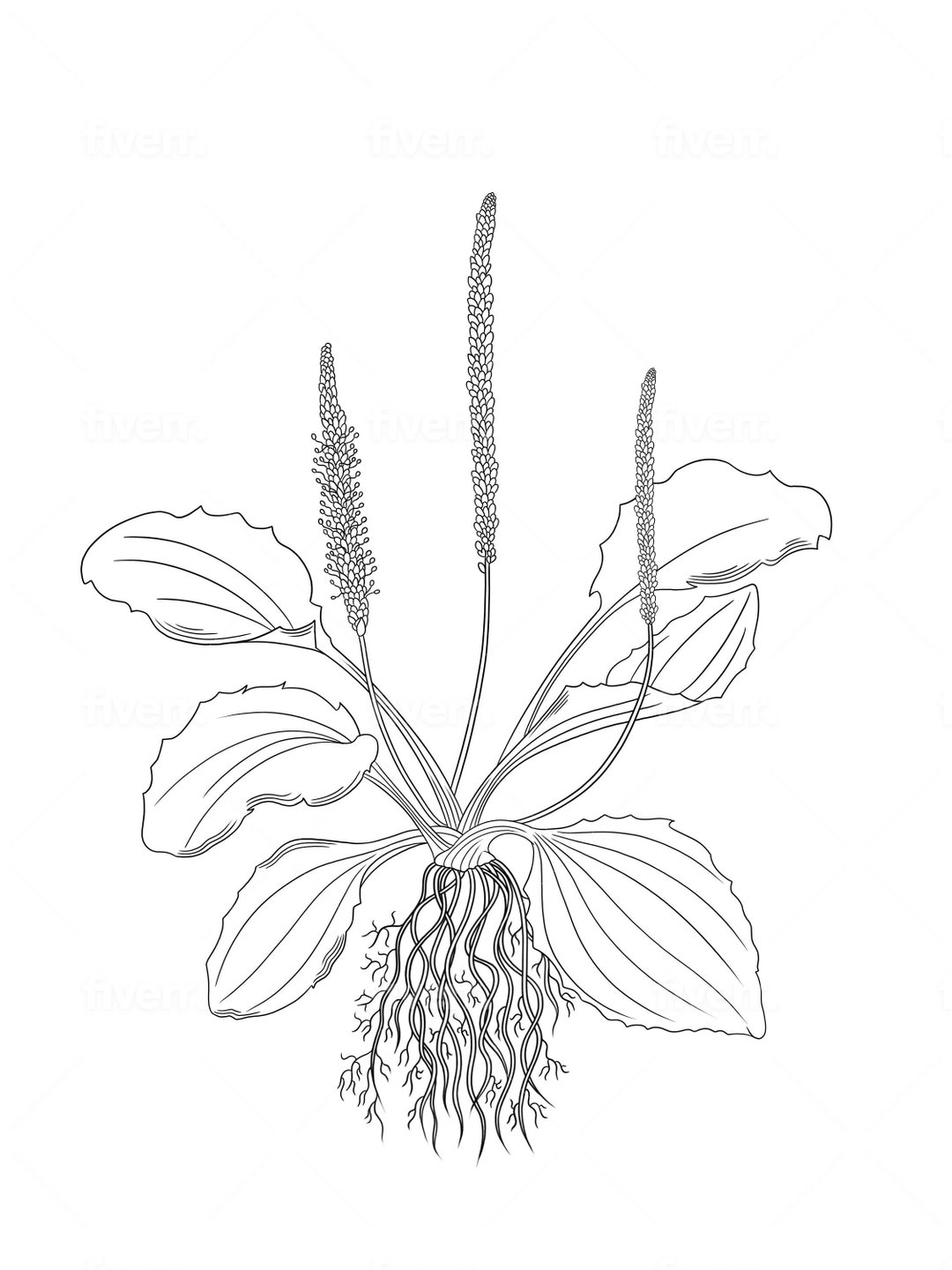 Hand Designed Plantain Colouring Page - Unique Plantain Design ...