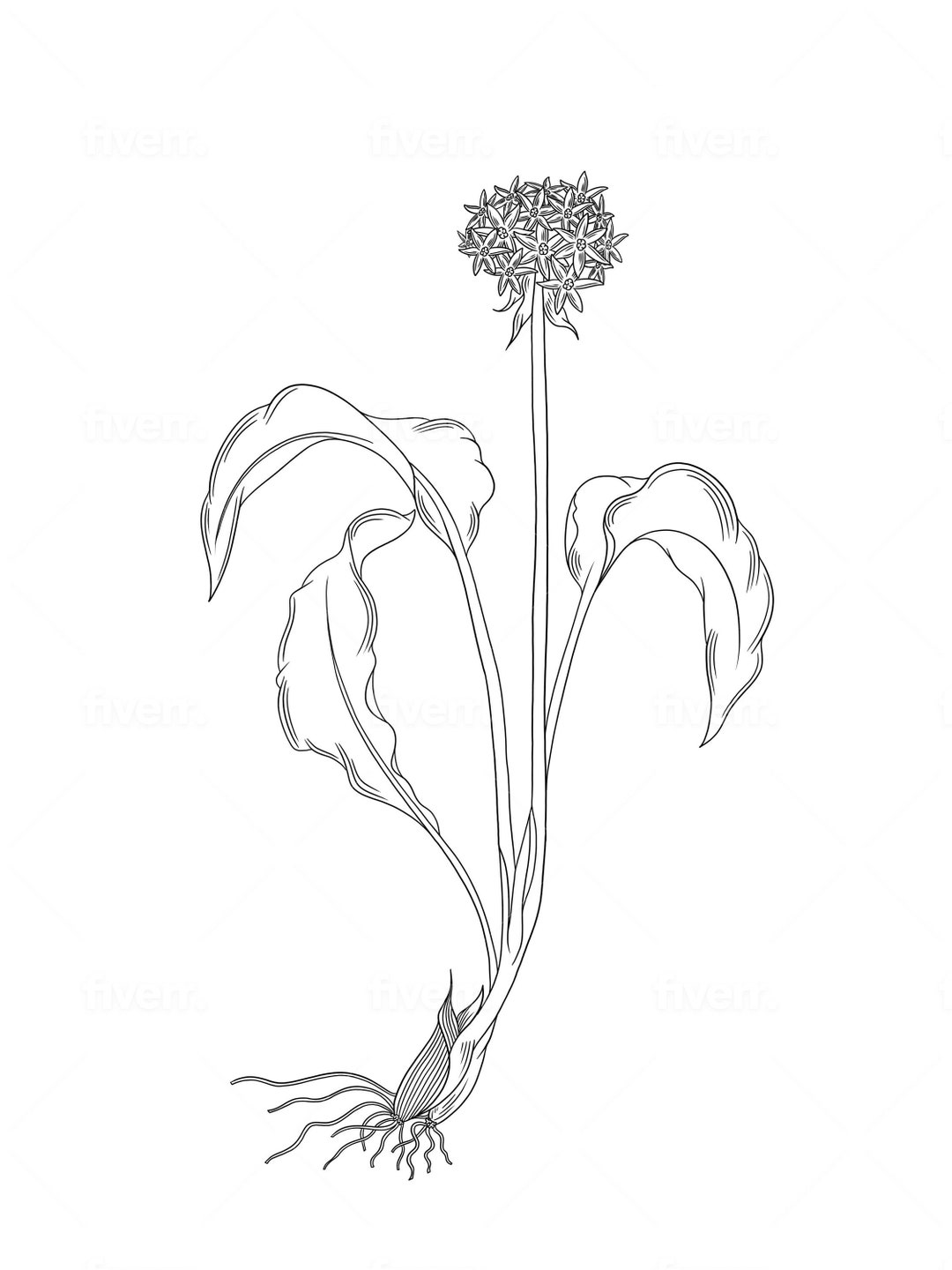 Hand Designed Wild Garlic Colouring Page - Unique Wild Garlic Design ...