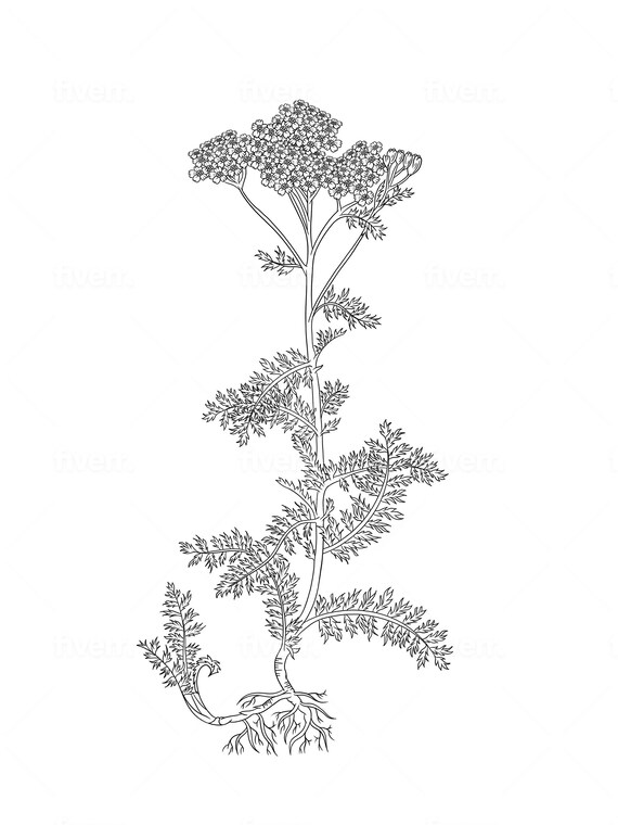 Hand Designed Yarrow Colouring Page Unique Yarrow Design | Etsy