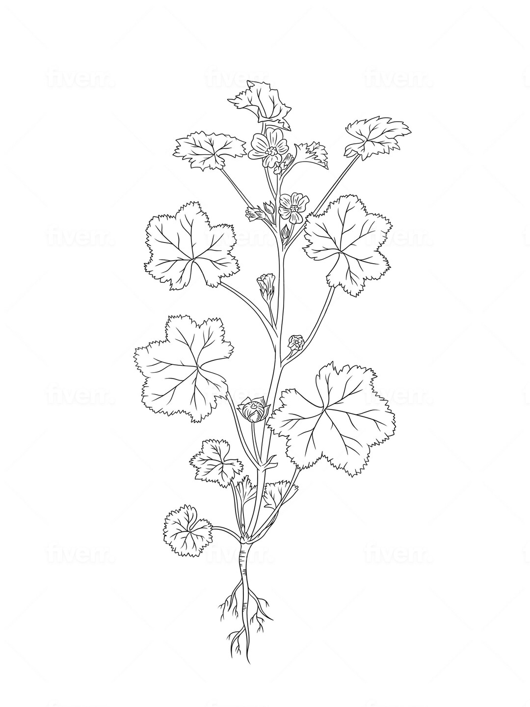 Hand Designed Common Mallow Colouring Page - Unique Common Mallow ...