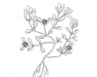 Hand Designed Plantain Colouring Page Unique Plantain Design Printable ...