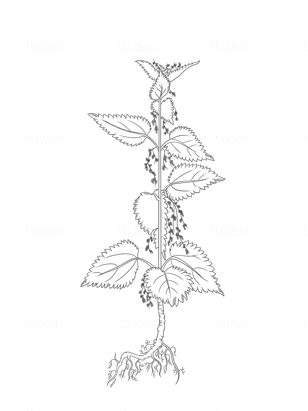 Hand Designed Stinging Nettle Colouring Page - Unique Stinging Nettle ...