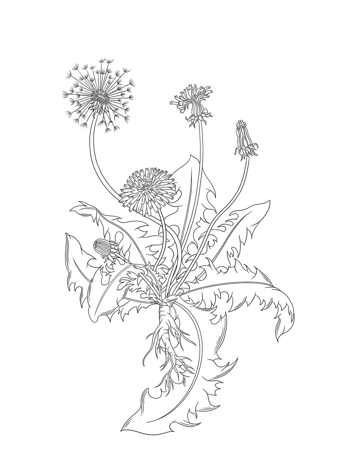Hand Designed Dandelion Colouring Page Unique Dandelion Design ...