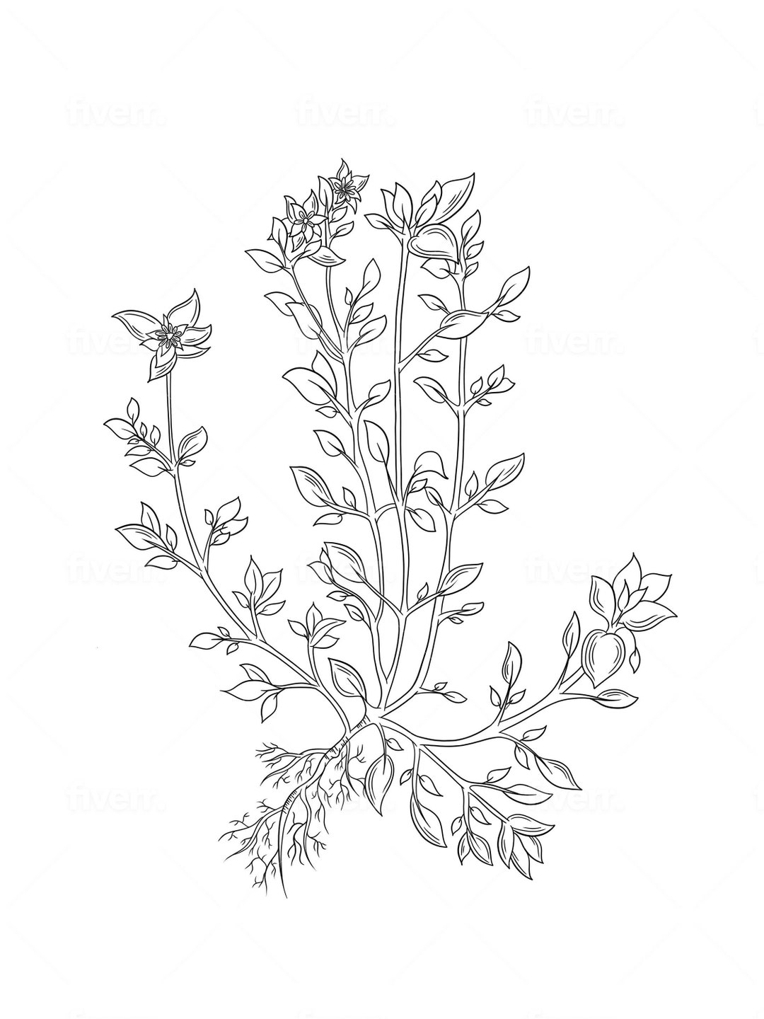 Hand Designed Chickweed Colouring Page - Unique Chickweed Design ...