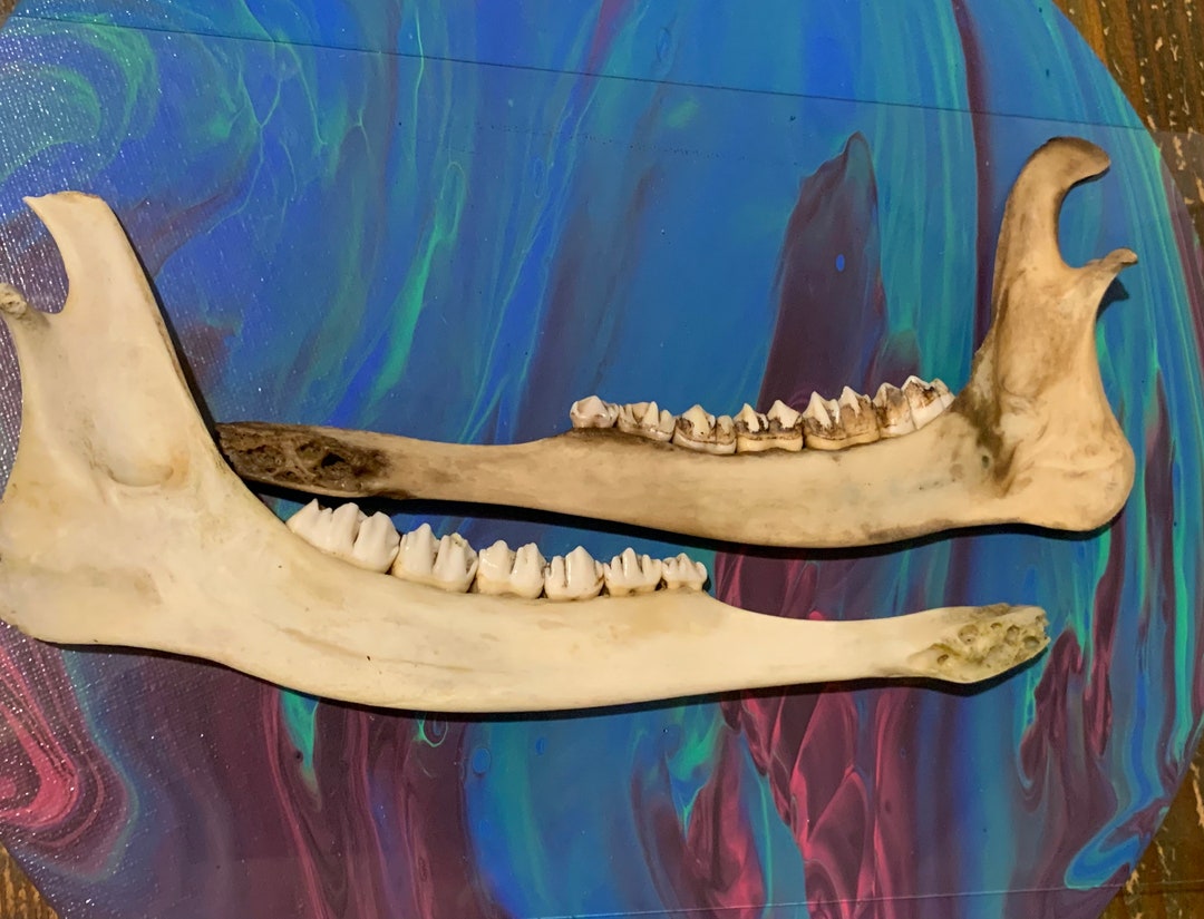 Set of Deer Jaw Bones Taxidermy Crafts - Etsy