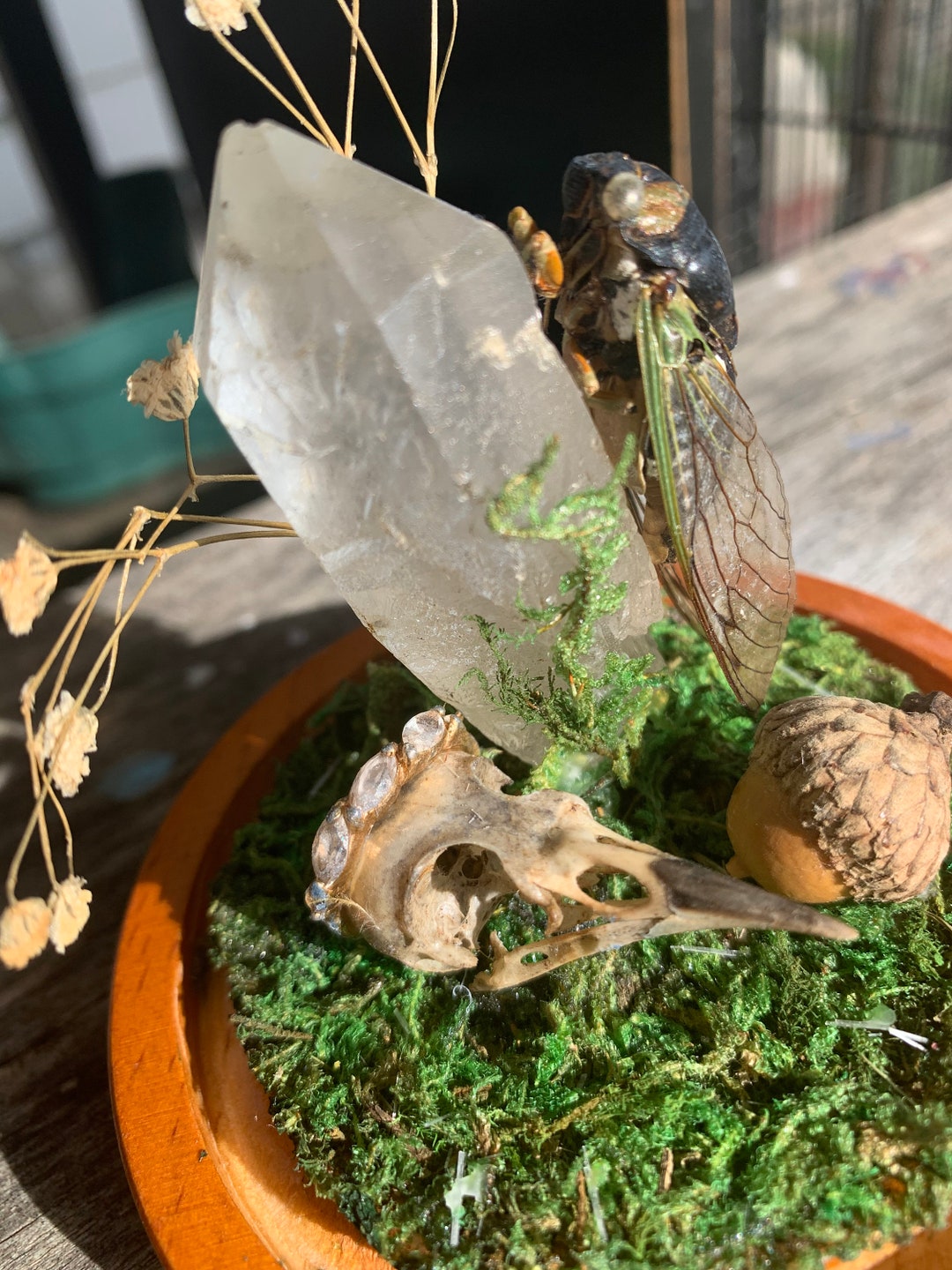 Small Bird Skull and Cicada Taxidermy Bone Art - Etsy