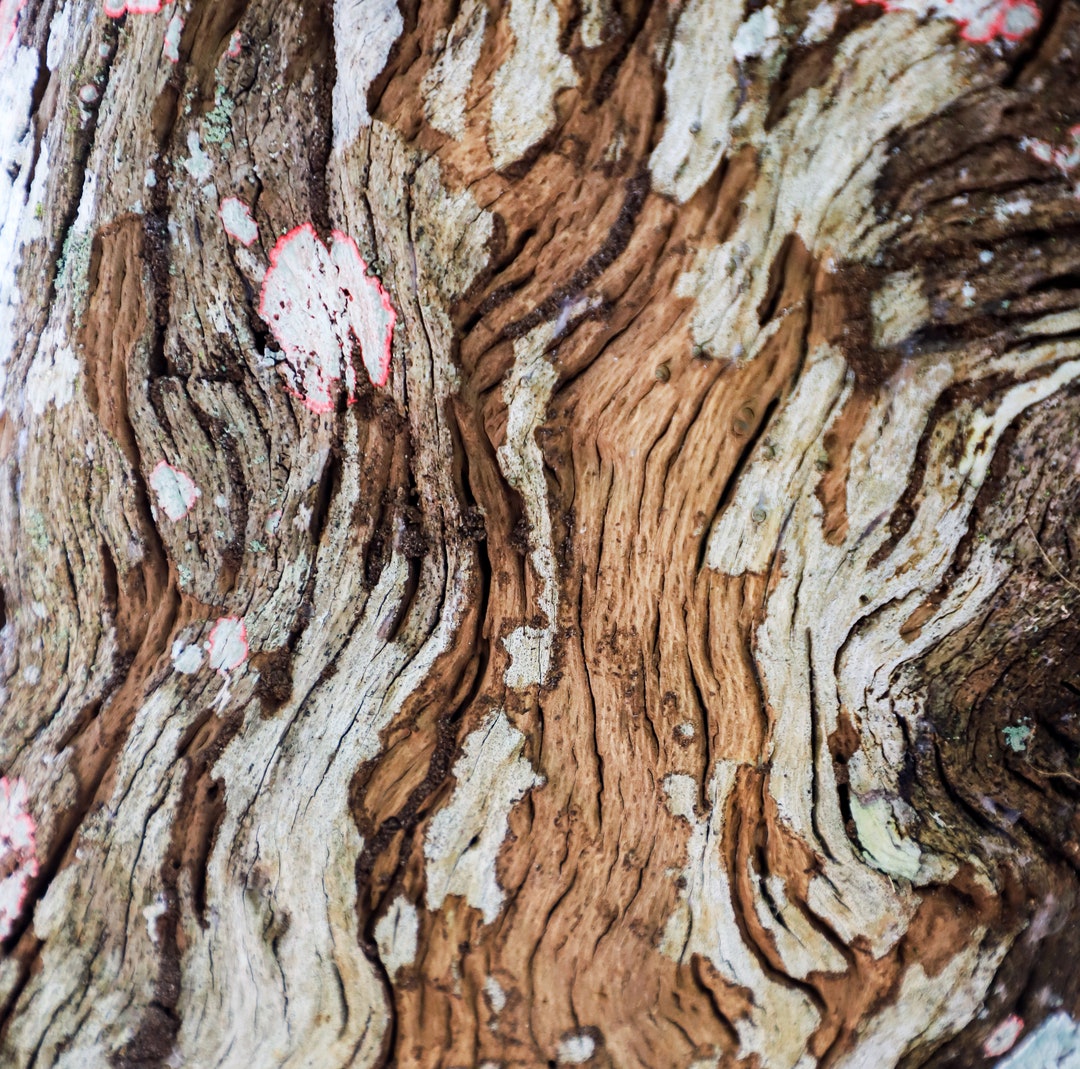 Original Photo, Textures of a Tree - Etsy