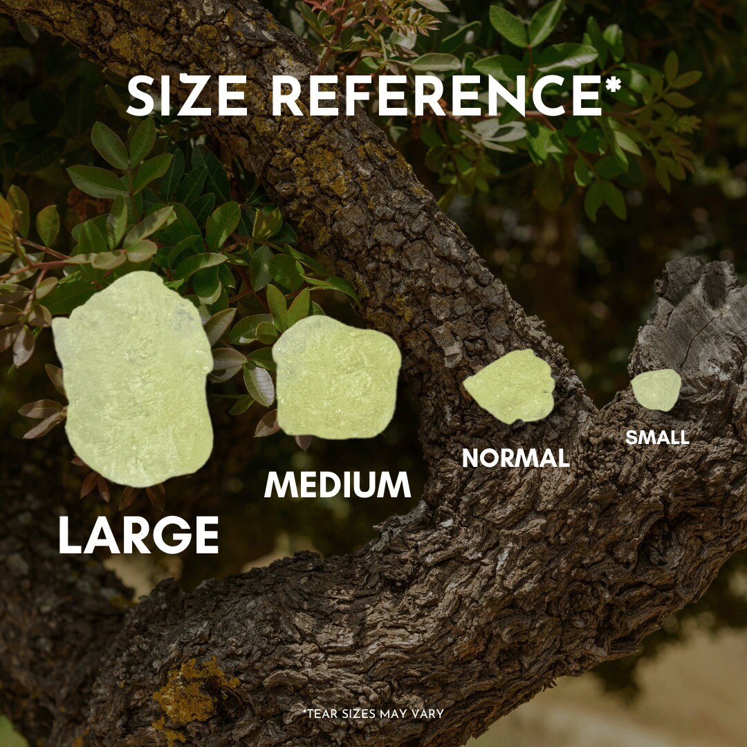 Chios Mastic Gum Mastiha Masticha pistacia Lentiscus Medium Size 10 ...