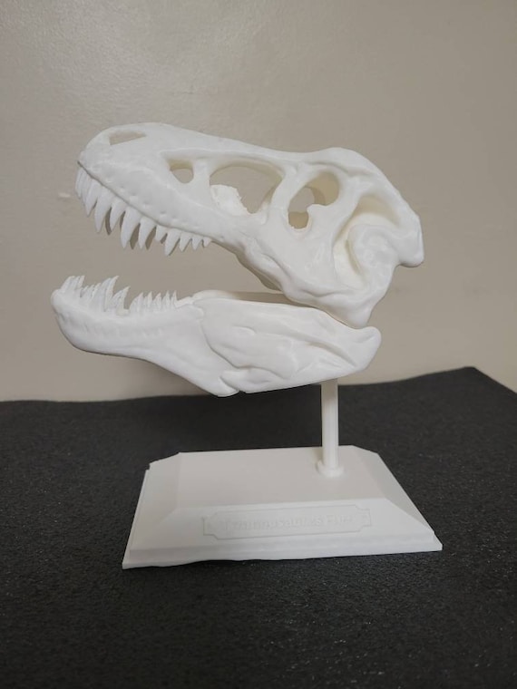 3D Printed T-rex Skull | Etsy