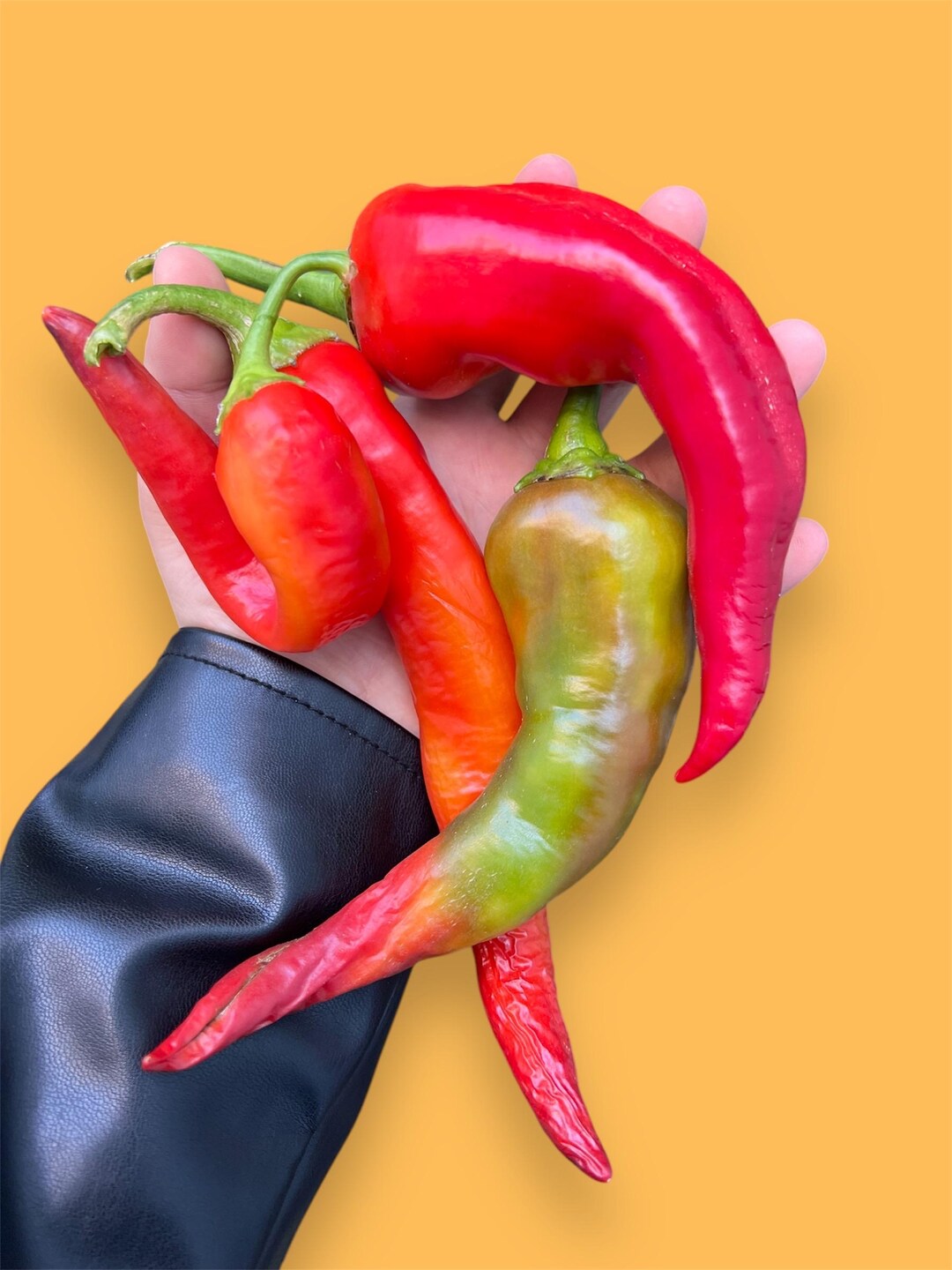 Inferno Pepper Seeds: Homestead's Hot Sauce, Organic Non-gmo (2pk) - Etsy