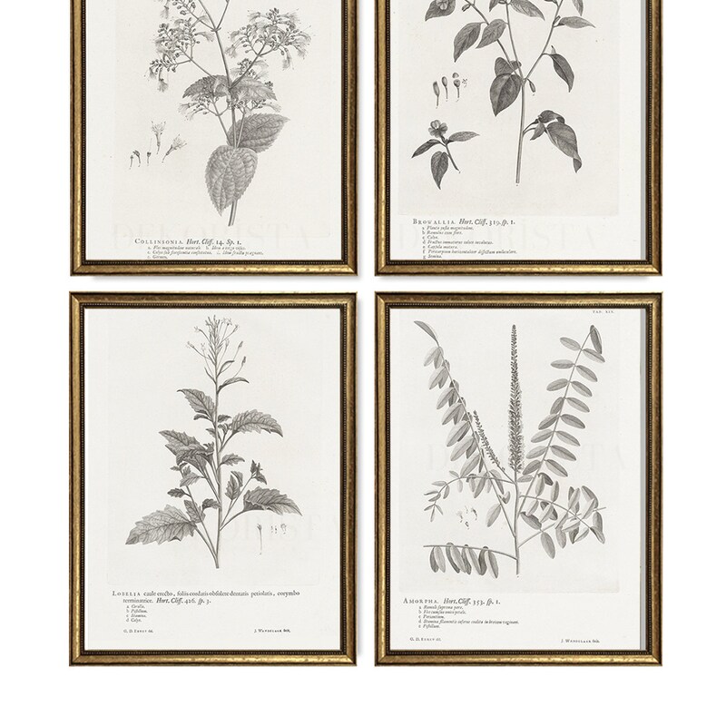 Framed Botanical Prints - Etsy