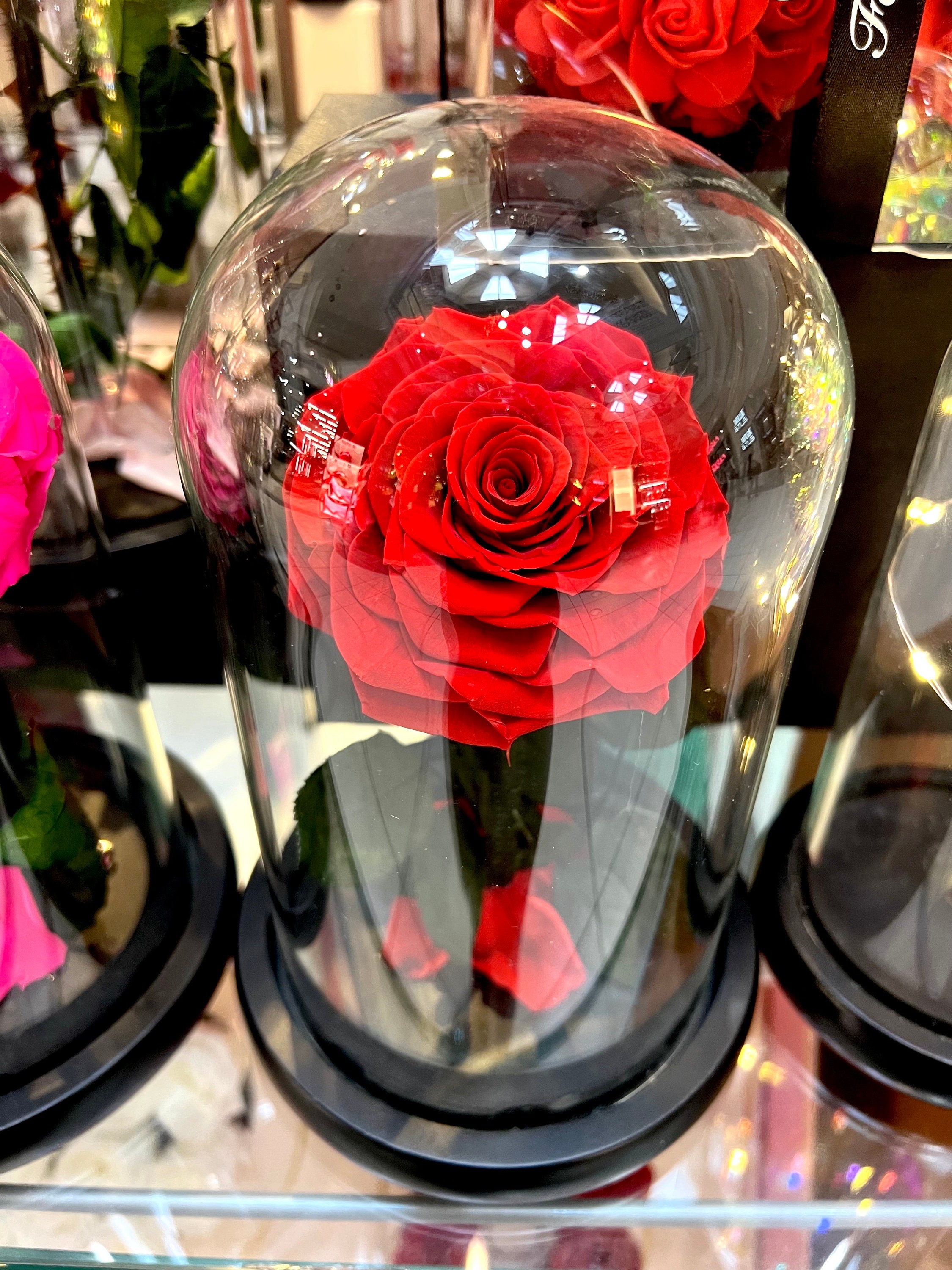 Preserved Real Rose In Glass Dome Forever Roses Roses Roses Etsy