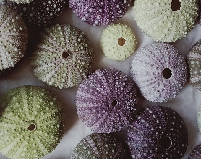 Natural Sea Urchin Shell - Etsy