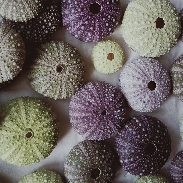 Sea Urchin Shells - Etsy