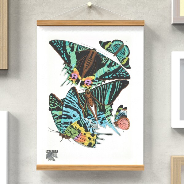Entomology Print - Etsy
