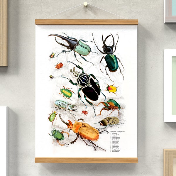 Beetle Print - Etsy
