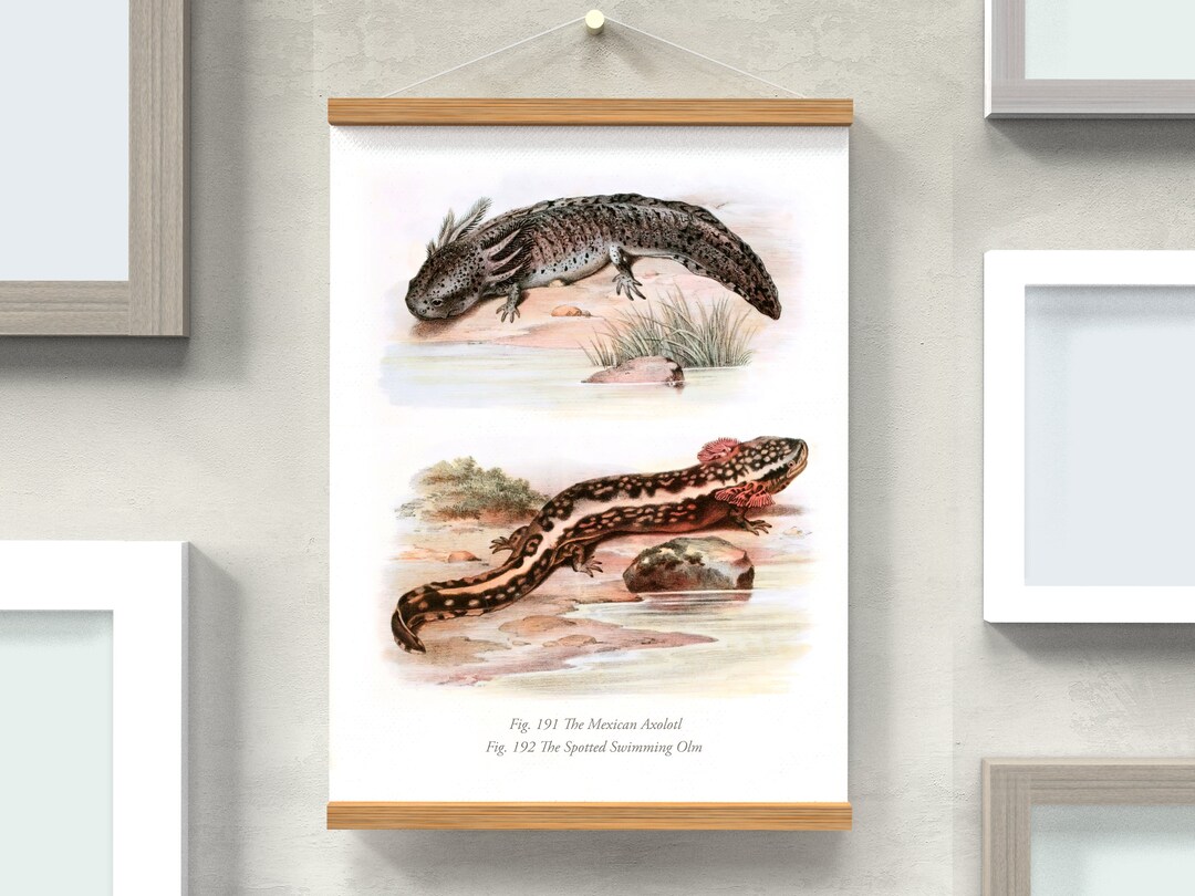 Axolotl Art Biology Printable Instant Download Biology Poster, Biology ...