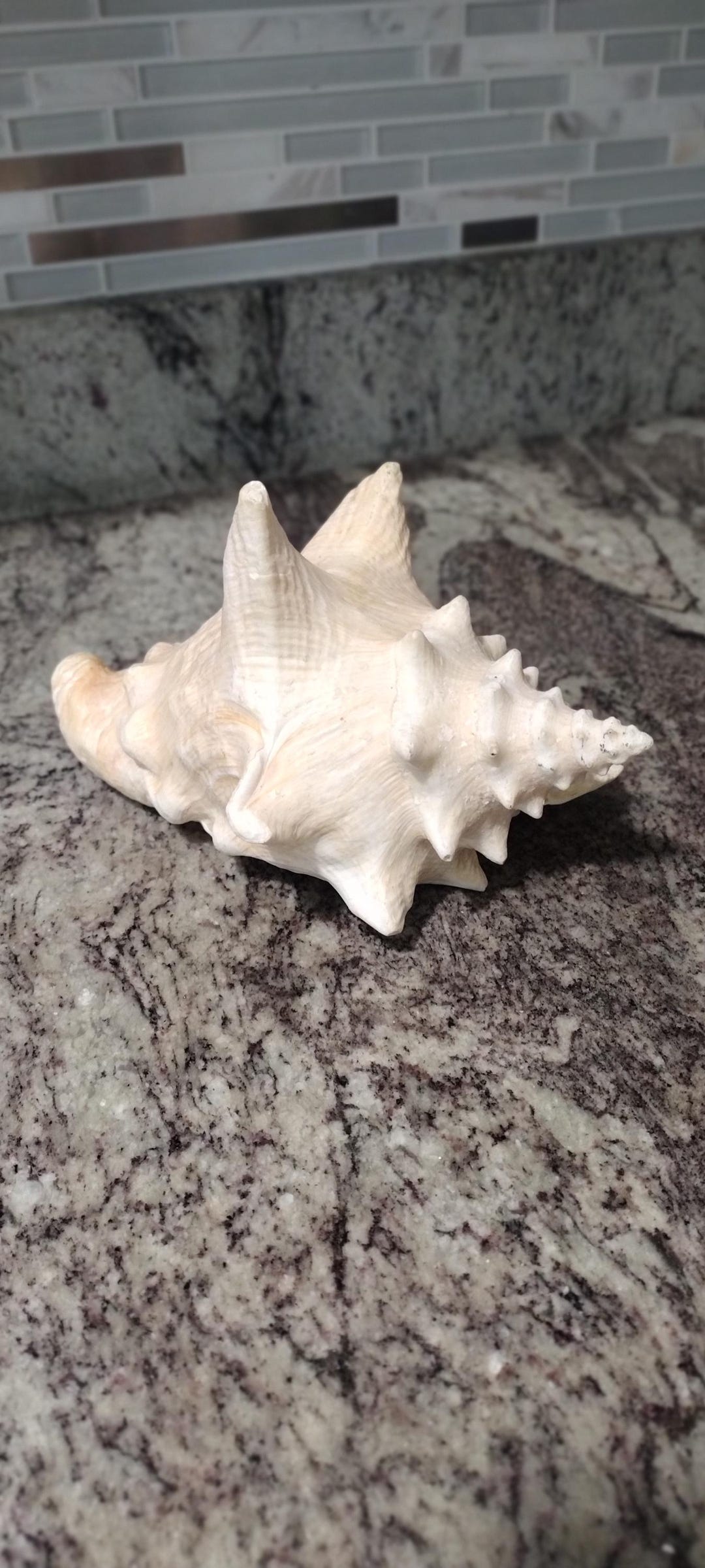 Vintage Large Queen Conch Shell - Etsy