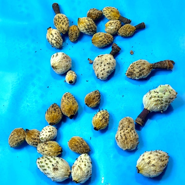 Magnolia Pods - Etsy