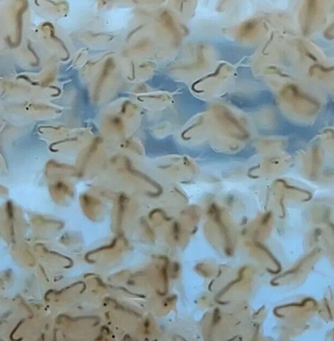 500 Live Daphnia Magna Freshwater Fleas Tank Raise Cultures Live Fish ...