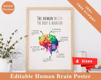 The Human Brain Poster - Etsy