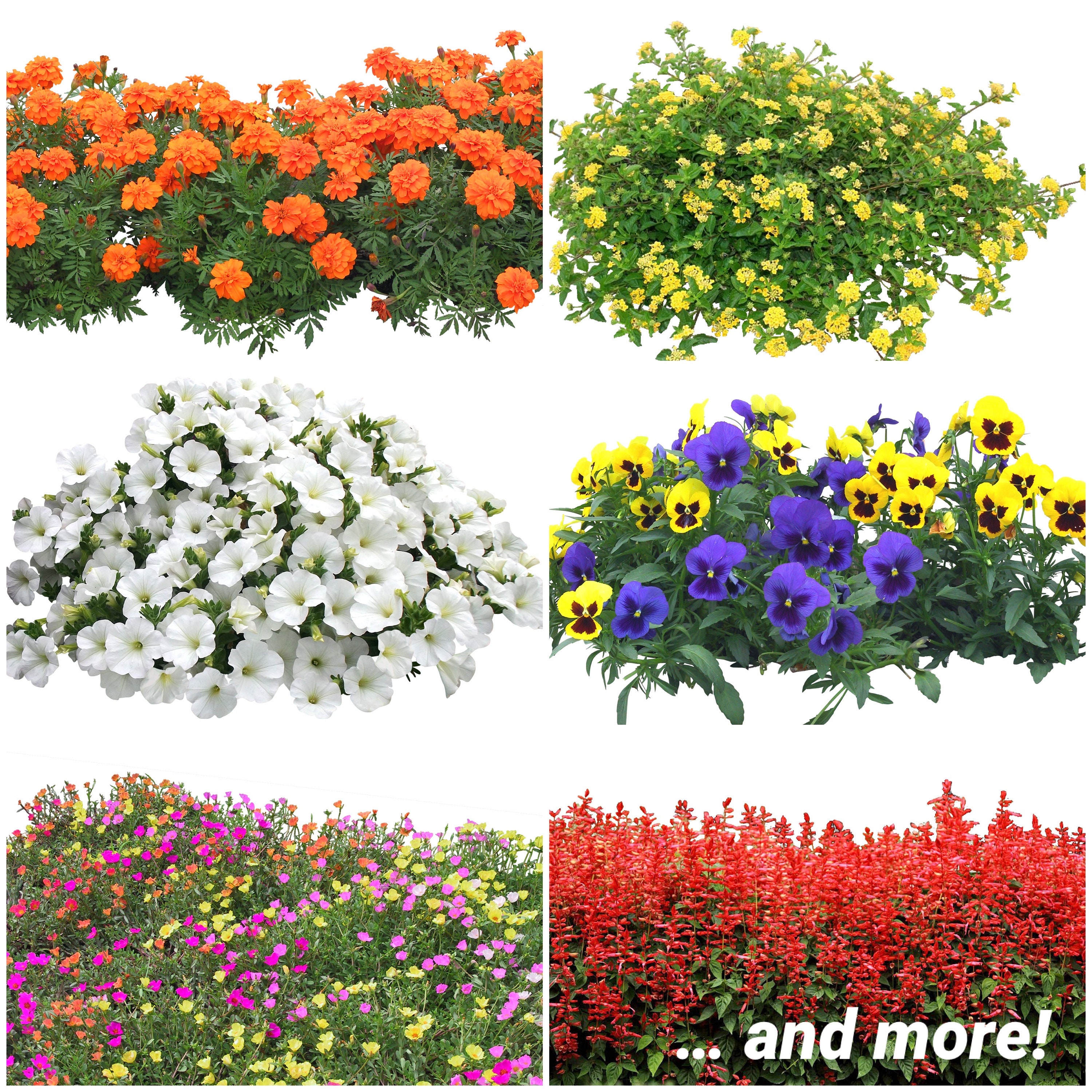 Flowers Photoshop Overlays, Photo Overlays Package, Plants Nature ...