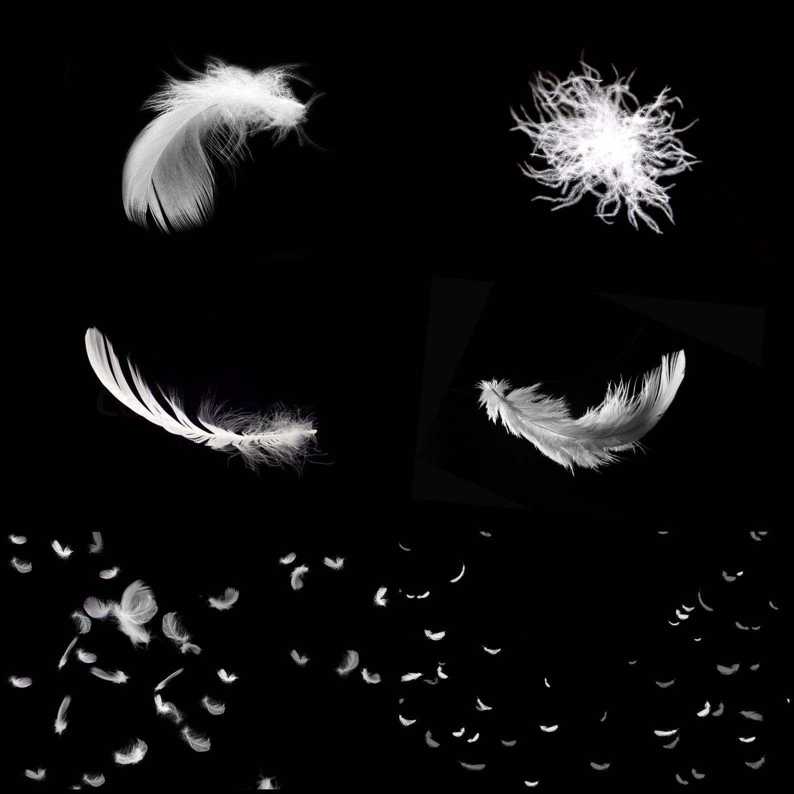 Feather Photoshop Overlays Photo Overlays Package PS Texture - Etsy