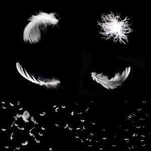 Feather Photoshop Overlays, Photo Overlays Package PS Texture ...