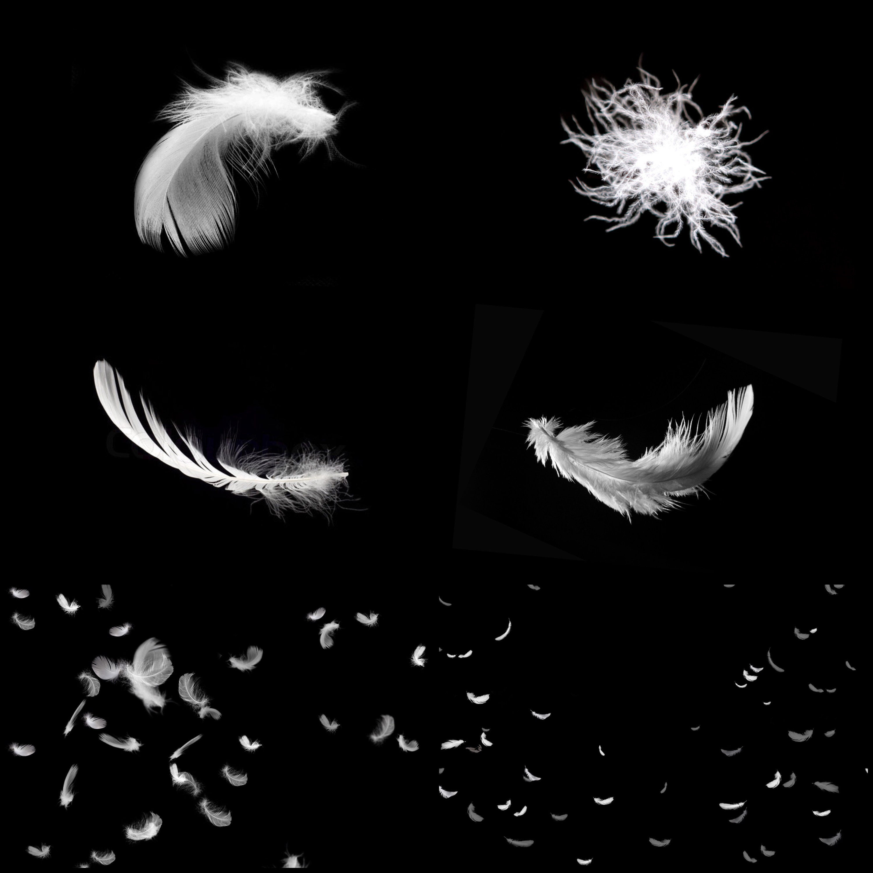 Feather Photoshop Overlays Photo Overlays Package PS Texture - Etsy