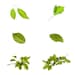 Photoshop Overlays, Leaves Branches Photo Overlays Package, Tree Plants ...