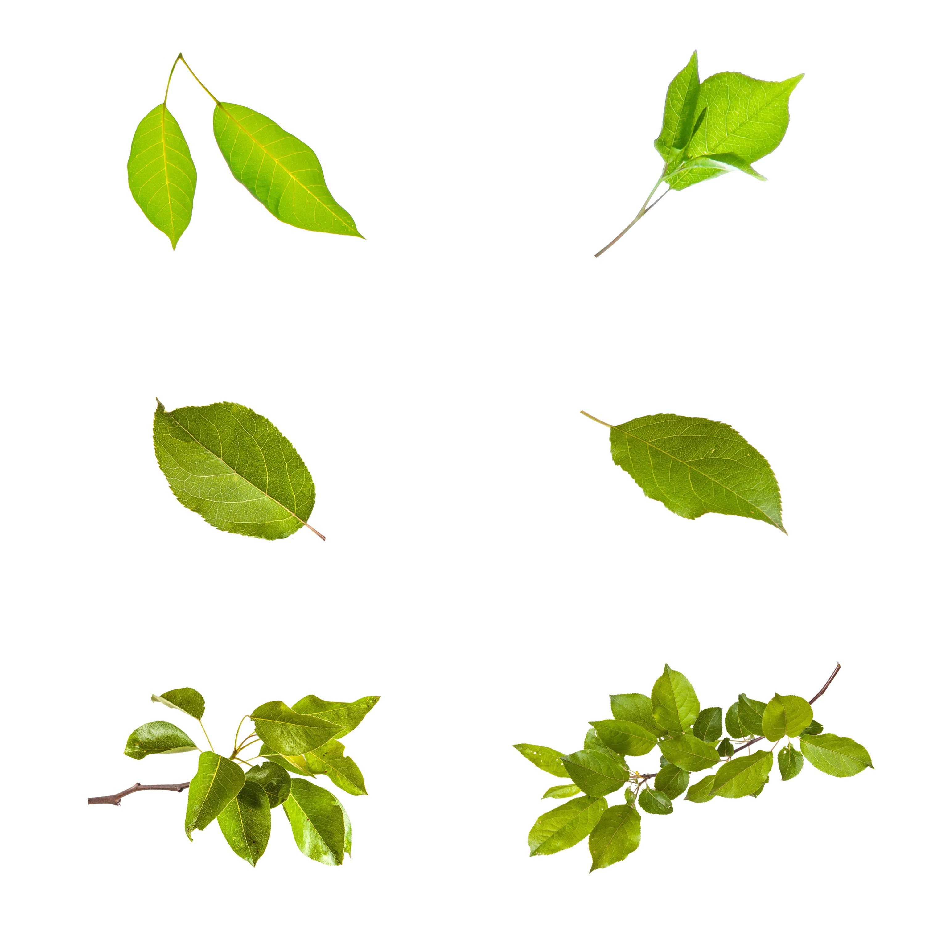 Photoshop Overlays, Leaves Branches Photo Overlays Package, Tree Plants ...