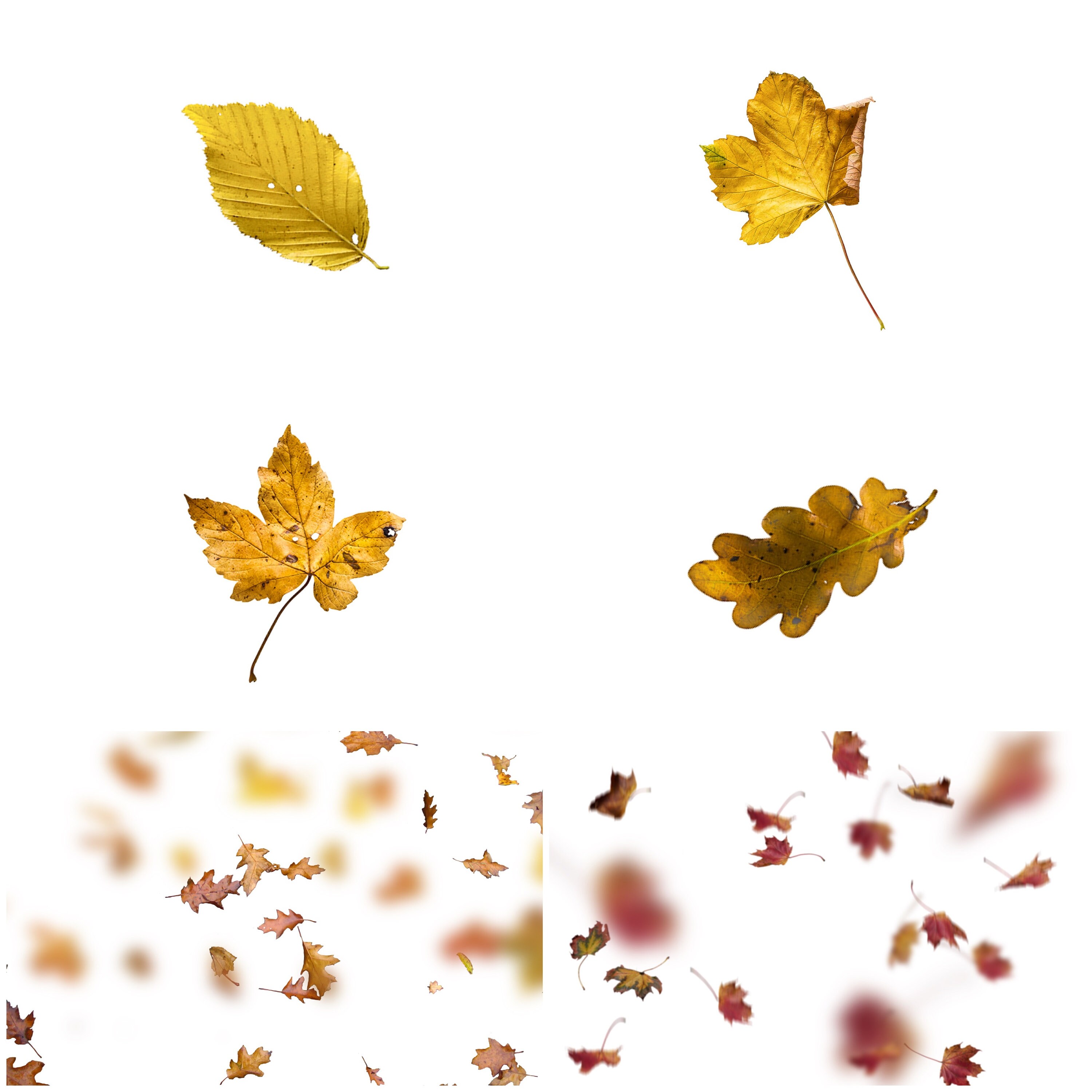 Photoshop Overlays, Autumn Leaves Photo Overlays Package, Leaf Foliage ...