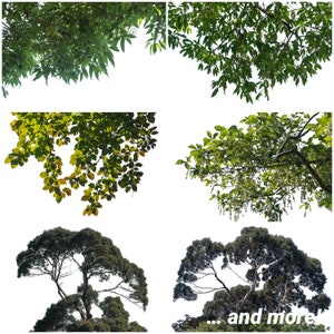 Tree Photoshop Overlays, Photo Overlays Package, Leaves Plant Branches ...