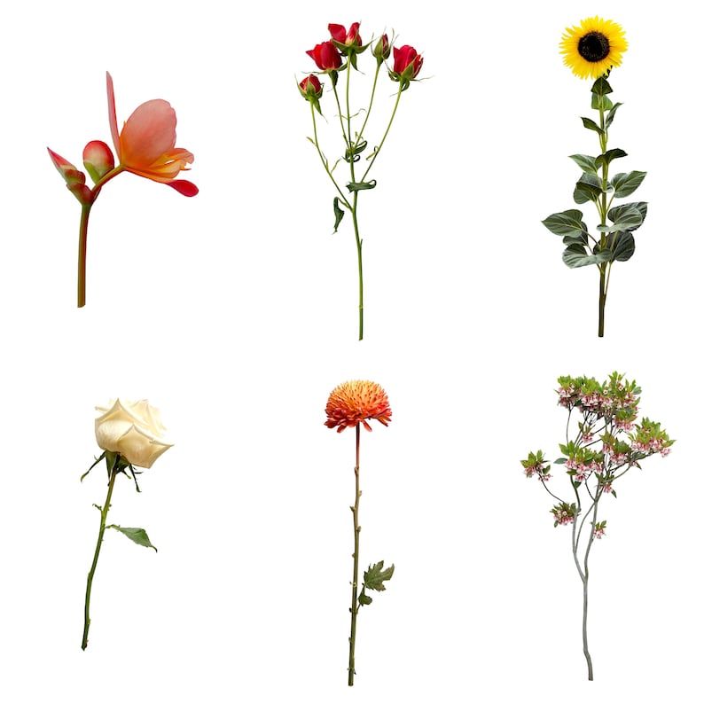 Flowers Photoshop Overlays, Photo Overlays Package, Plants Nature ...