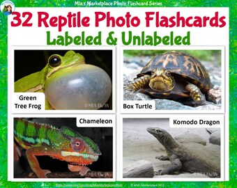 Reptile Flashcards - Etsy