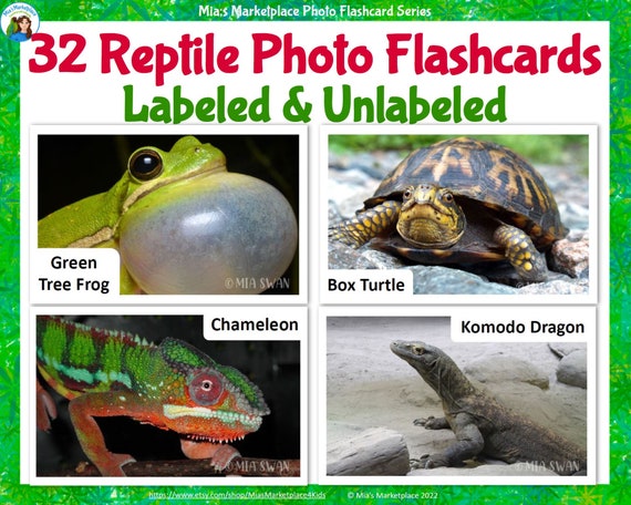 32 Animal Photo Flashcards: Amphibians and Reptiles - Etsy