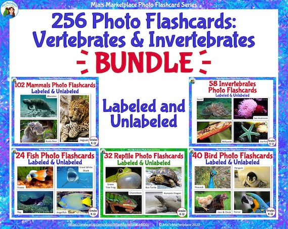 256 Animal Photo Flashcard Mega-bundle: Vertebrates and - Etsy