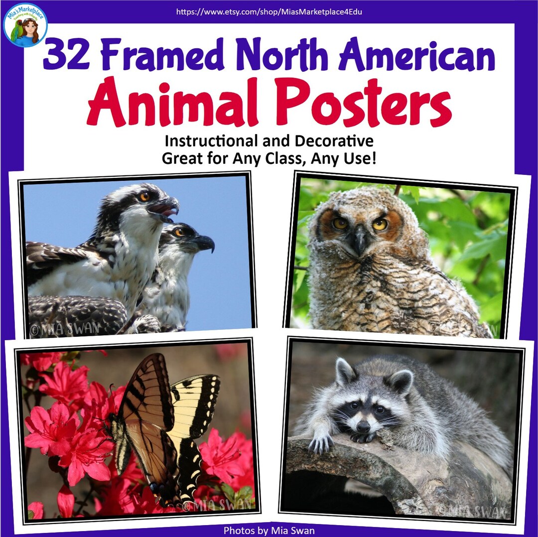32 Framed North American Animal Photo Posters (8.5 X 11, 300 Dpi ...