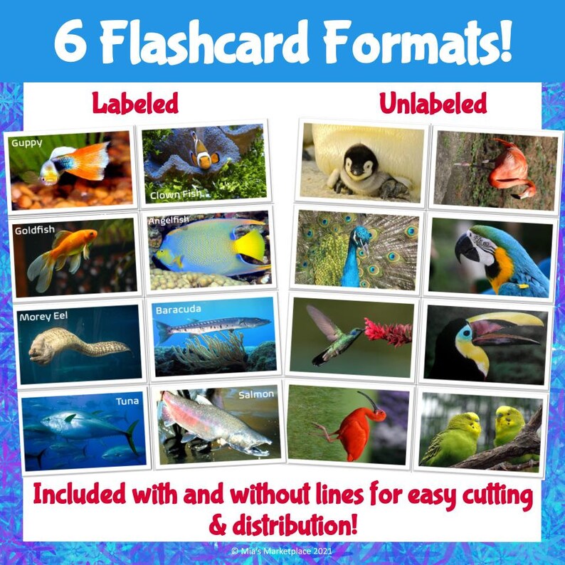 256 Animal Photo Flashcard Mega-bundle: Vertebrates and Invertebrates ...