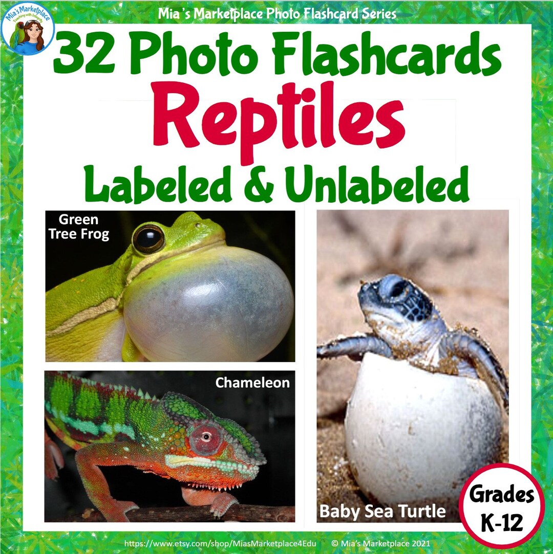 32 Animal Photo Flashcards: Amphibians and Reptiles - Etsy