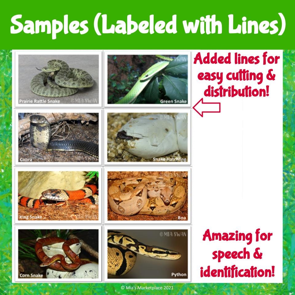 32 Animal Photo Flashcards: Amphibians and Reptiles - Etsy