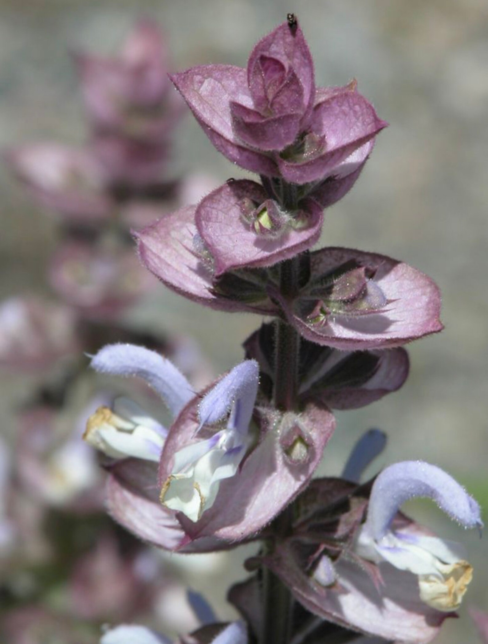 Clary Sage Seeds - Etsy
