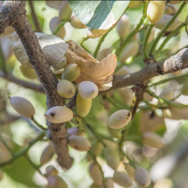 Pistachio Tree Live - Etsy