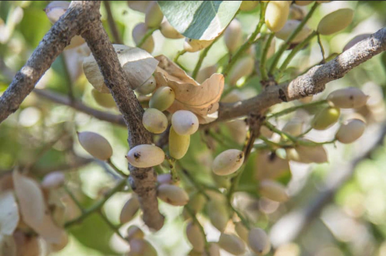 Where Do Pistachios Grow