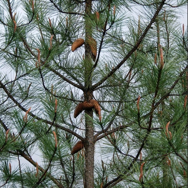 Tree Seeds - Etsy